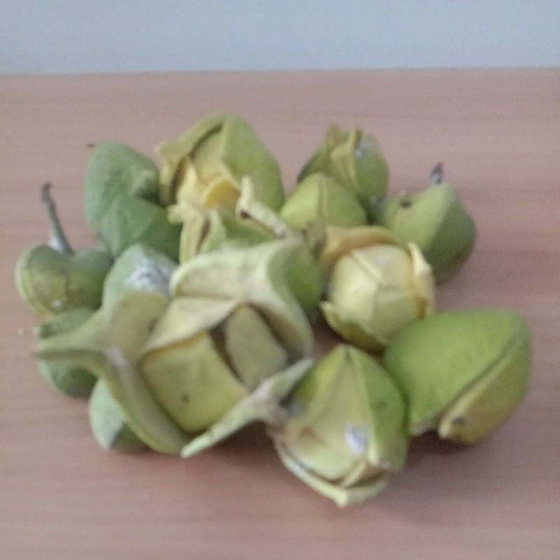 Jual BUNGA SIRSAK 10 buah - Annona flower | Shopee Indonesia