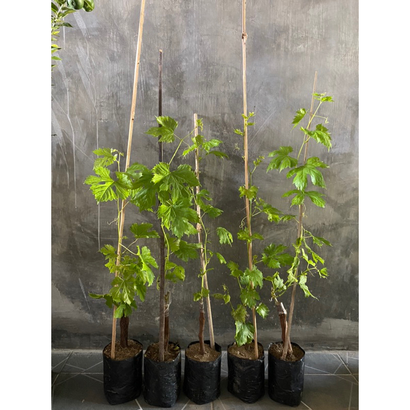Jual ANGGUR INDUKAN TINGGI BATANG BESAR || SPESIAL LIVE | Shopee Indonesia