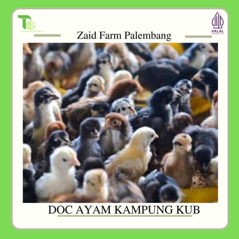 Jual AYAM KAMPUNG KUB- bibit Ayam kampung KUB ''bisa beli eceran ...