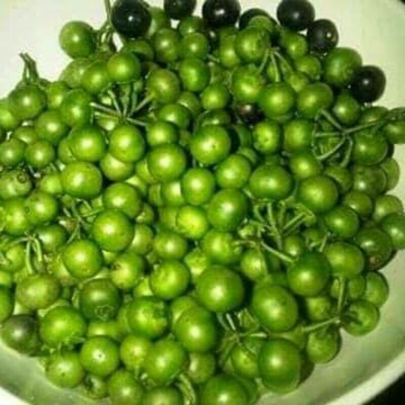 Jual sayur leunca segar lalaban karedok lenca | Shopee Indonesia