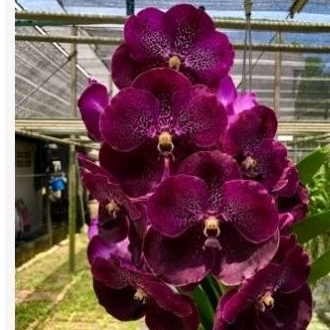 Jual CATTLEYA | ANGGREK CATTLEYA PLATINUM SUN PACHARA FANCY | Shopee ...
