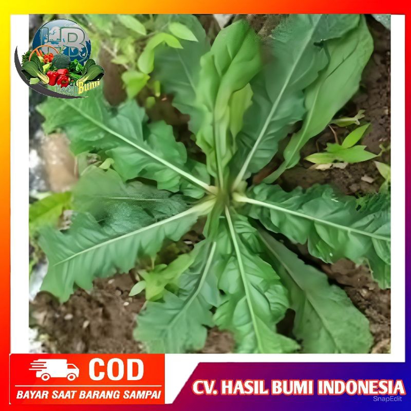 Jual Daun tapak liman segar 100gram obat herbal alami | Shopee Indonesia