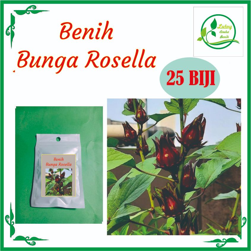 Jual BENIH BUNGA ROSELLA ISI 25 BIJI | Shopee Indonesia