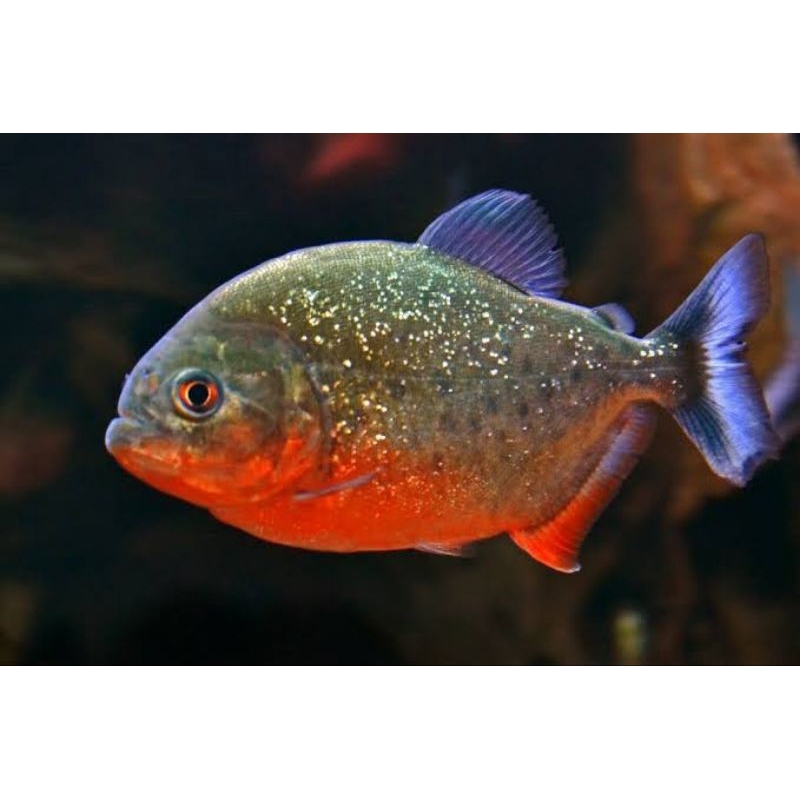 Jual ikan pacu red belly | Shopee Indonesia