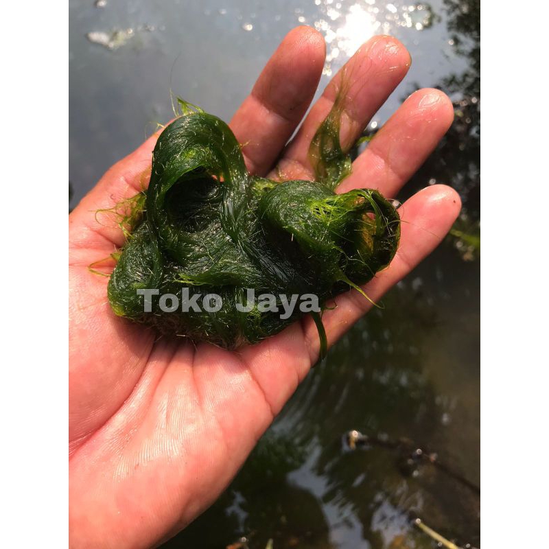 Jual UMPAN IKAN JITU LUMUT SEGAR, UMPAN IKAN AIR TAWAR,IKAN PREDATOR ...