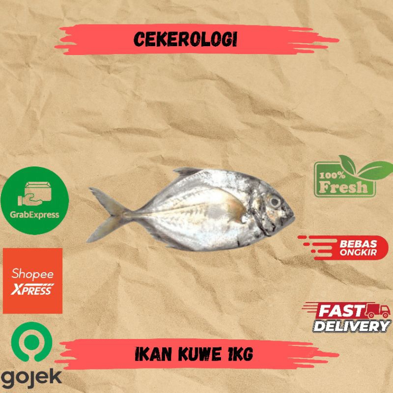 Jual Ikan Kuwe 1kg / Ikan Kue / Ikan Kuwe / Ikan Kuwe Fresh Berkualitas ... Jual Ikan Kuwe 1kg / Ikan Kue / Ikan Kuwe / Ikan Kuwe Fresh Berkualitas ...
