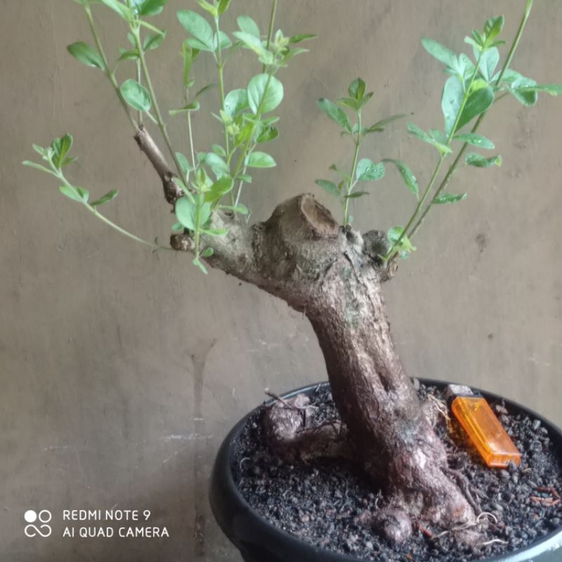 Jual bahan bonsai legundi realpic | Shopee Indonesia