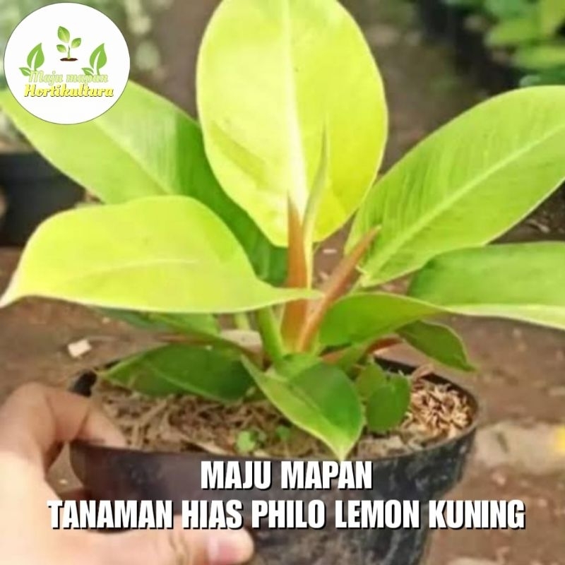 Jual TANAMAN HIAS PHILO LEMON KUNING | Shopee Indonesia