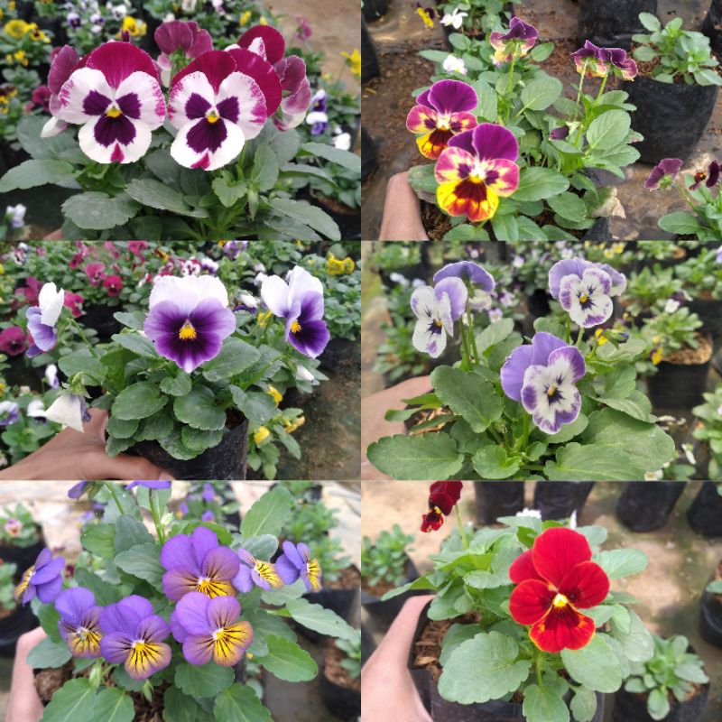 Jual COD PAKET 6 WARNA Tanaman Bunga Pansy Viola Bunga Pancy Hidup ...