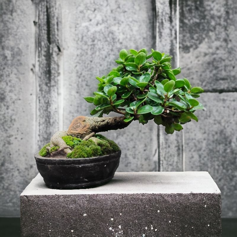 Jual RZ Bonsai-Beringin Dollar Mangkok Micro Import | Shopee Indonesia