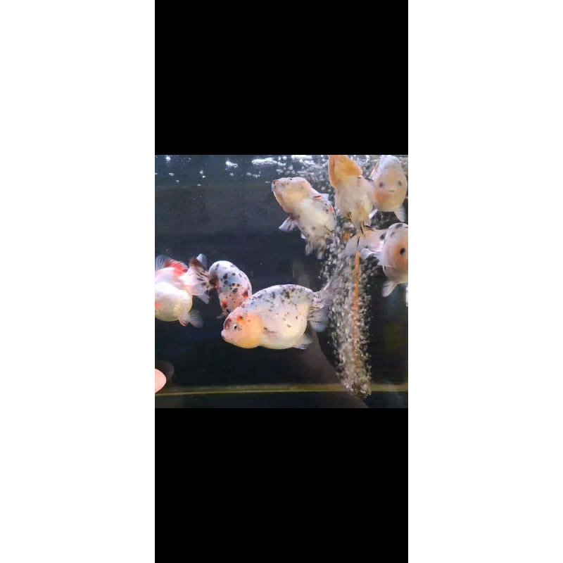 Jual ikan mas koki ranchu sapi +- 8cm | Shopee Indonesia