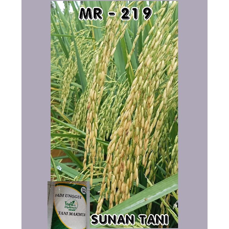 Jual BENIH PADI MR 219 ORIGINAL 5 KG | Shopee Indonesia