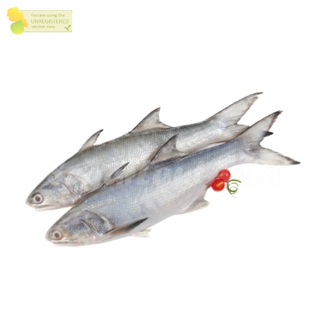 Jual Ikan Kuro Ikan Senangin Segar Ikan Laut Segar 1Kg | Shopee Indonesia