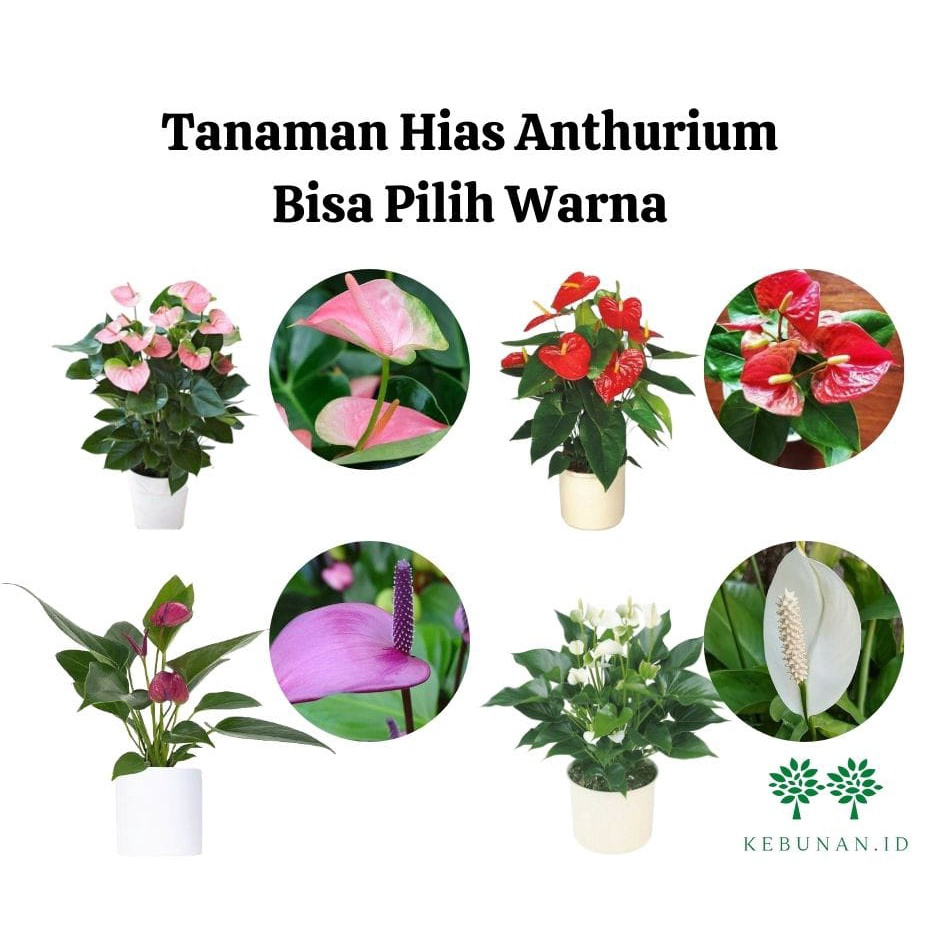 Jual Paket Bundling Tanaman Hias Anthurium Rimbun Full Lengkap Warna ...