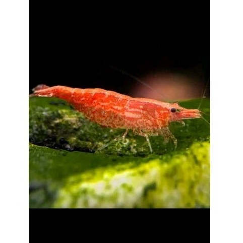 Jual udang hias - red cherry - 1cm - 4ekor | Shopee Indonesia