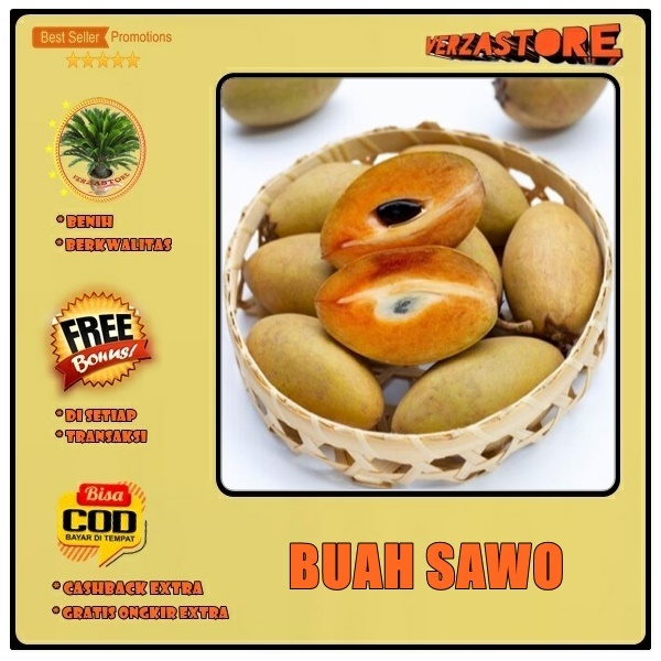 Jual biji/benih/bibit buah sawo /5 biji | Shopee Indonesia Jual biji/benih/bibit buah sawo /5 biji | Shopee Indonesia