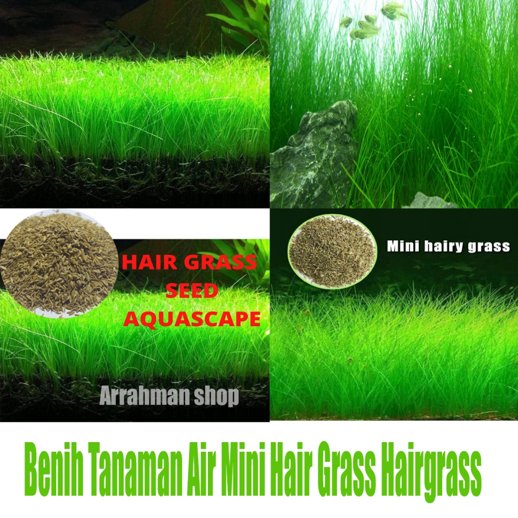 Jual Benih Tanaman Air Mini Hair Grass Hairgrass Bibit Rumput Air ...