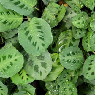 Jual Calathea Maranta Leuconeura / Tanaman hias Meranti sepat | Shopee ...