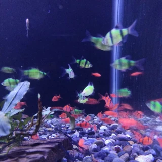 Jual Ikan Glofish Terlengkap & Harga Terbaru Juni 2024 | Shopee Indonesia