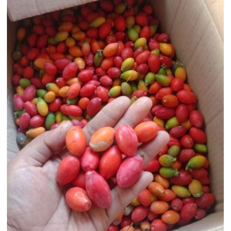 Jual Kulit mlinjo mentah sayur khas Kebumen 1 kg | Shopee Indonesia