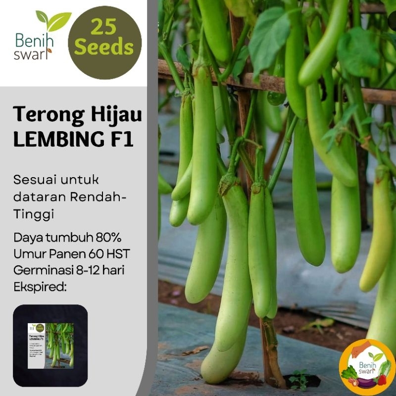 Jual Benih Swari: (Isi 25 Butir) Benih Terong Hijau LEMBING F1 | Shopee Indonesia