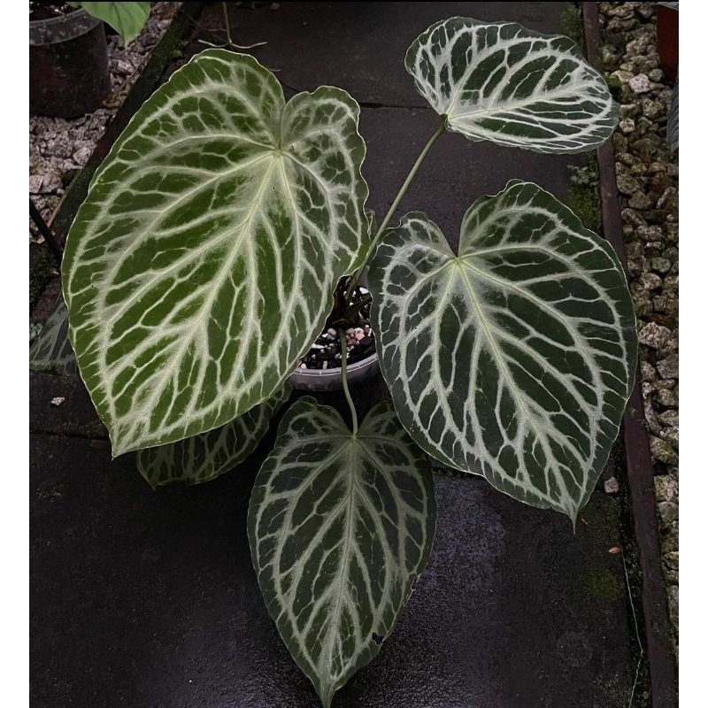 Jual Anthurium Silver Tiger-Tanaman Hias Anthurium Silver Tiger 3-4 ...