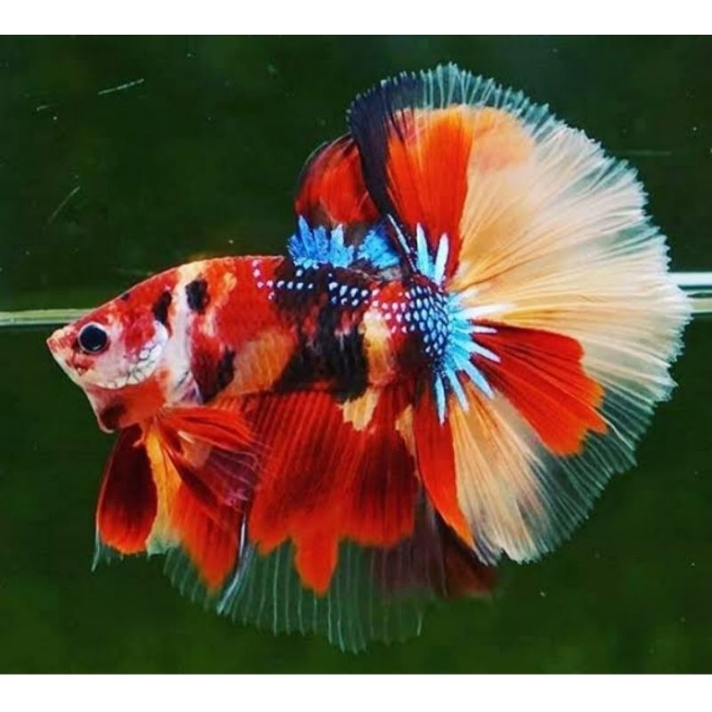 Jual half moon multi color pejantan | Shopee Indonesia