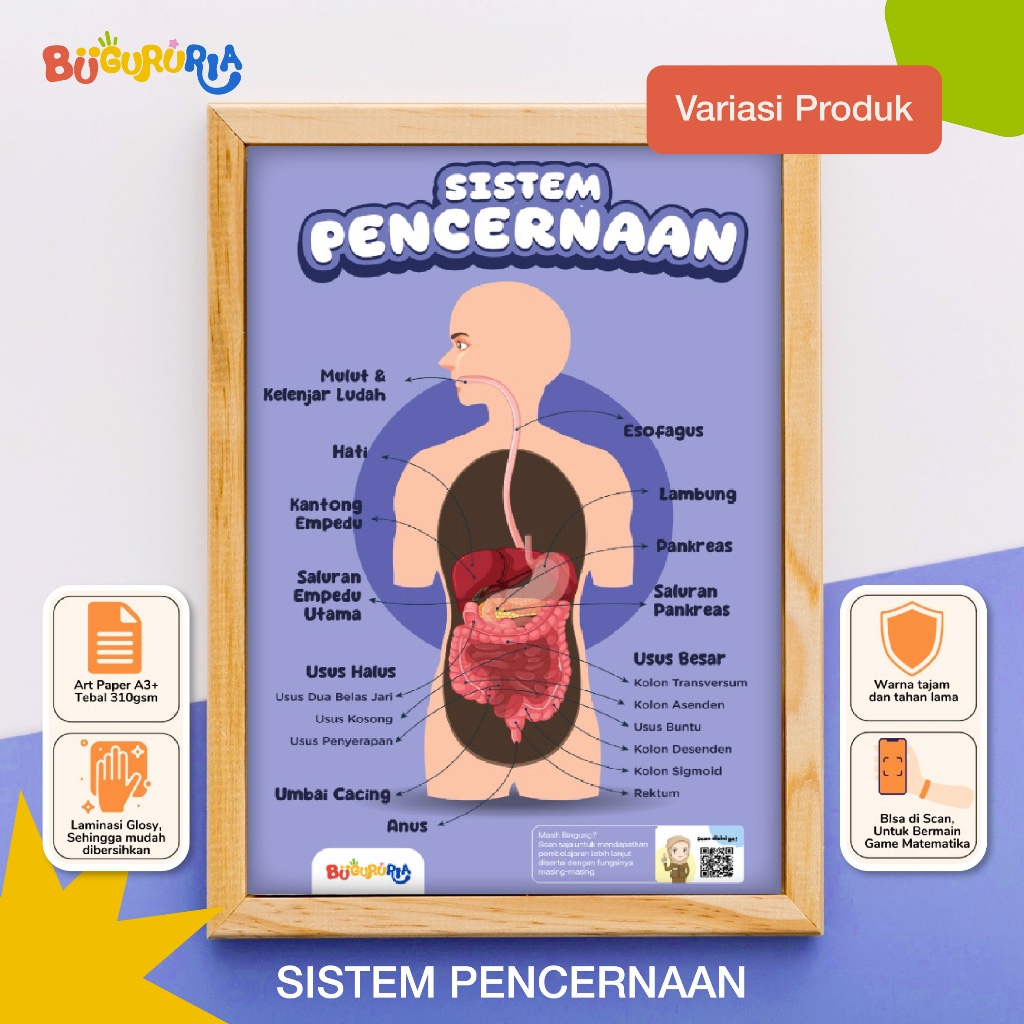 Jual Bu Guru Ria - Poster Anatomi Tubuh Lengkap, Mulai Dari Anatomi Hidung, Sistem Pencernaan ...
