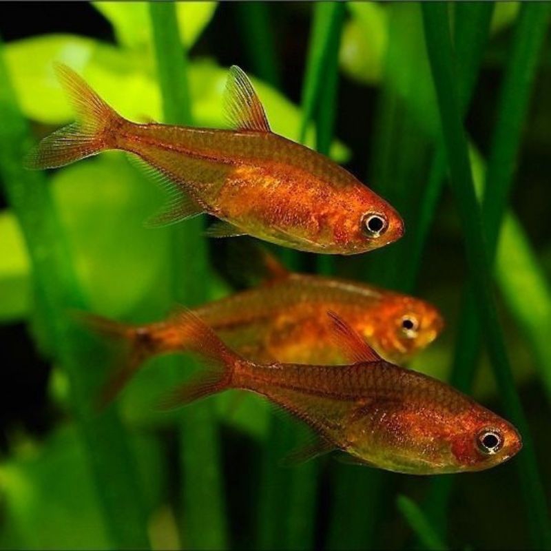 Jual ikan amandae tetra / ikan ember tetra | Shopee Indonesia