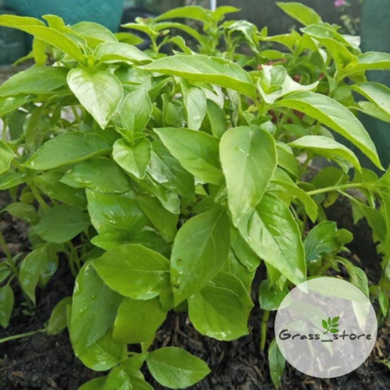 Jual Tanaman Daun Kemangi Bibit Tanaman Kemangi Lalap Wangi Segar ...