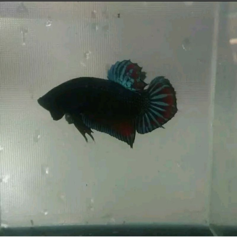 Jual cupang bagan hitam aduan | Shopee Indonesia