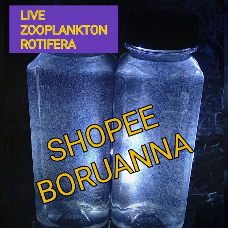 Jual Paling Terbaru Rotifera Zooplankton Makanan Alami Coral Anemon ...