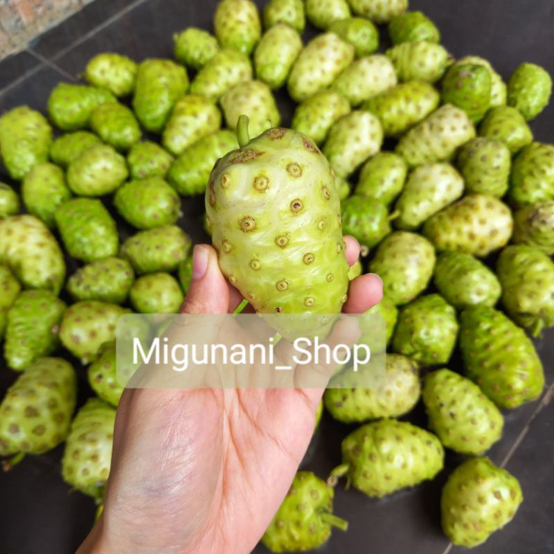 Jual buah mengkudu 10 buah pace organik jamu herbal | Shopee Indonesia