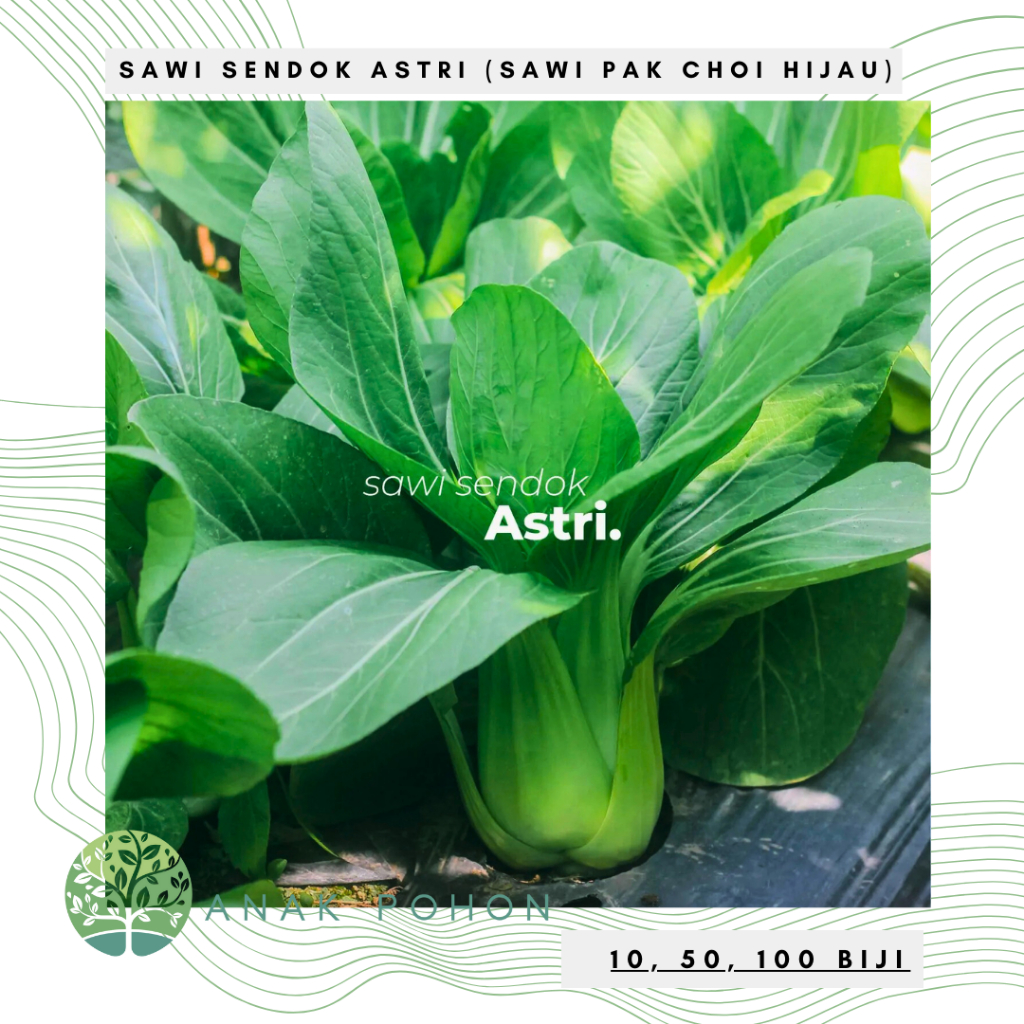 Jual Benih Bibit Biji - Sawi Sendok ASTRI Pak Choi Hijau Seeds - Panen ...