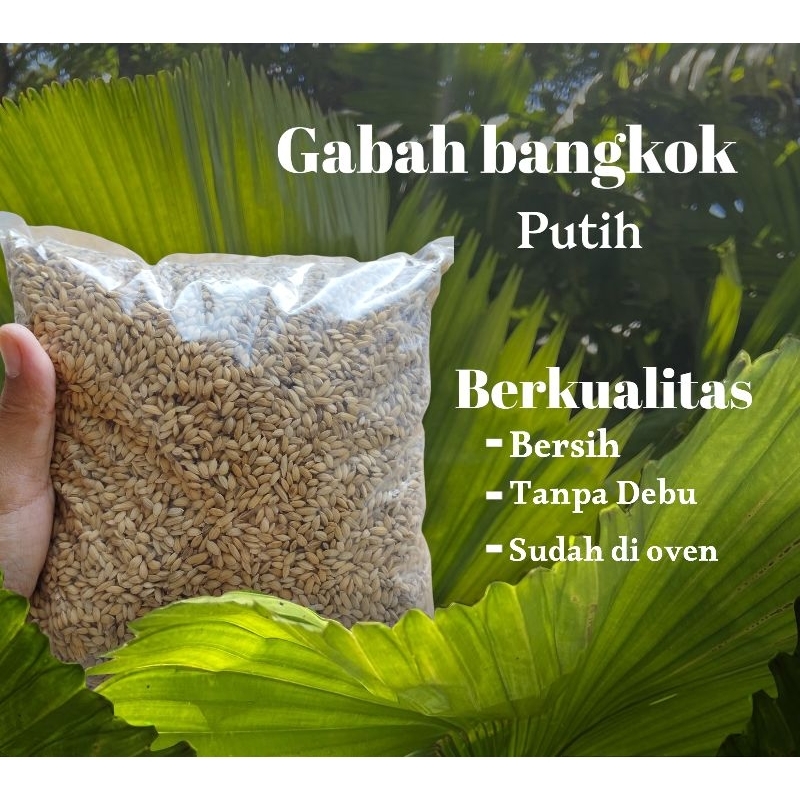 Jual Gabah Bangkok Putih 1kg Sudah di Cuci Bersih dan Sudah di Oven ...