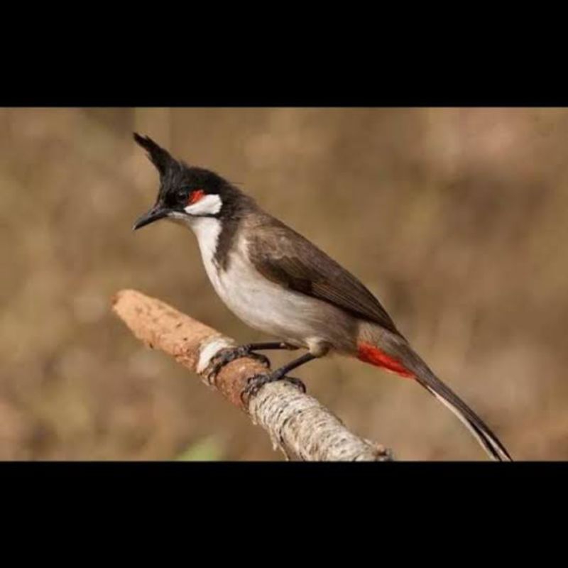 Jual BURUNG KUTILANG MALAYSIA ATAU MERBAH JAMBUL | Shopee Indonesia