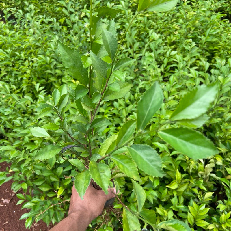 Jual Pohon Teh tehan - Tanaman Hias Teh Tehan - pohon pagar - teh tehan ...