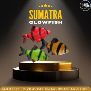 Jual Ikan Glofish Terlengkap & Harga Terbaru Juni 2024 | Shopee Indonesia