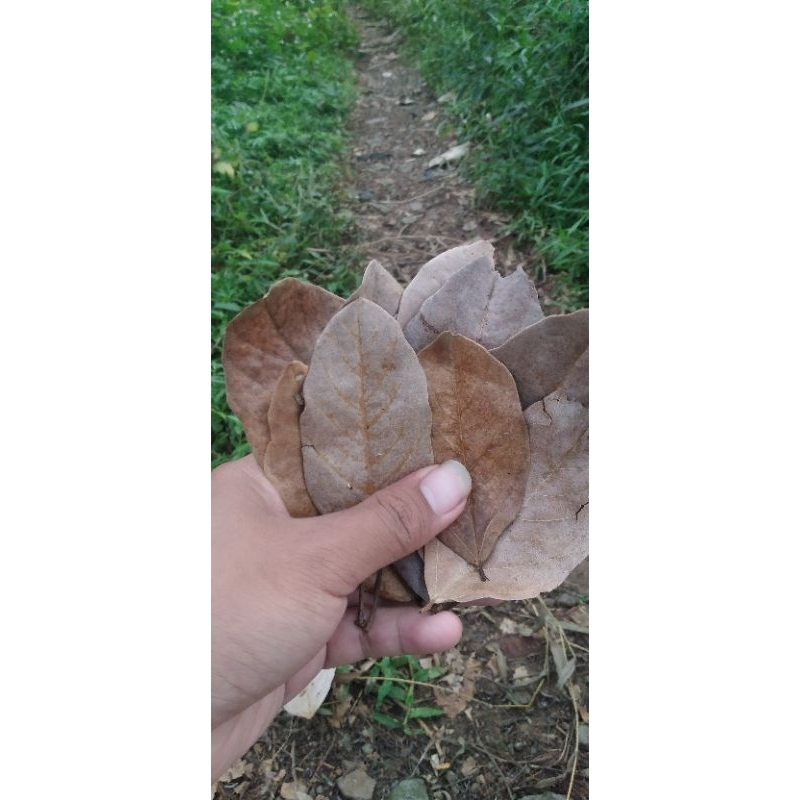Jual Daun Cangkring dadap Duri Kering Per 100 Gram 1 Ons Kering