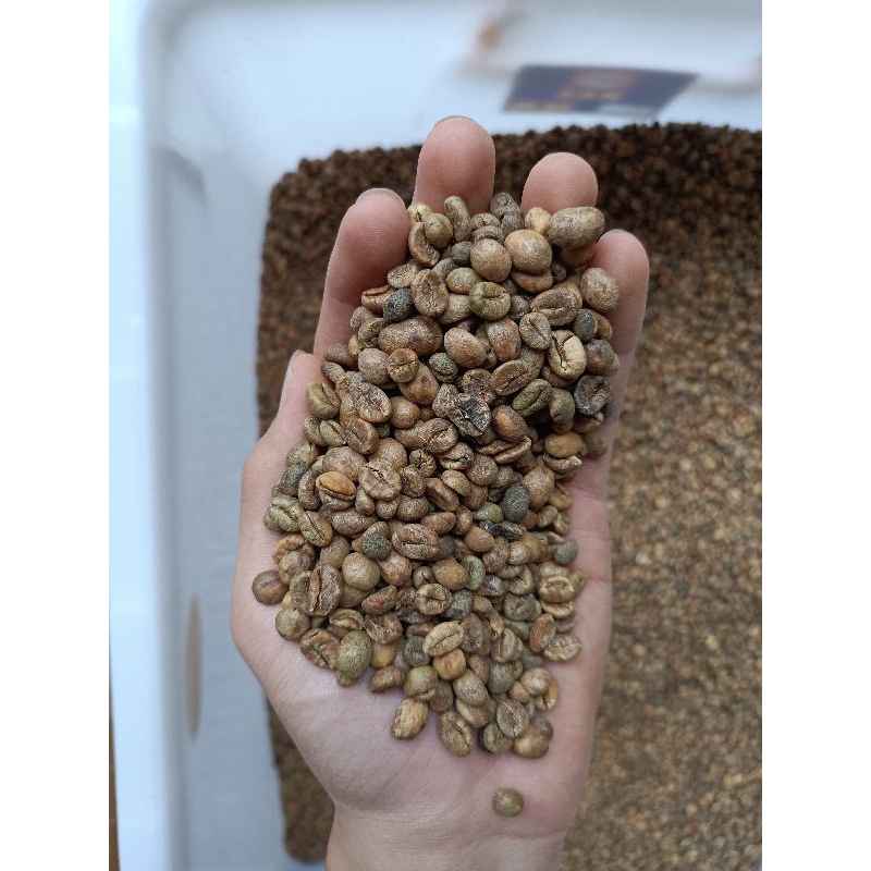 Jual green bean robusta asalan defect 20% KA 12-13% 1kg | Shopee Indonesia