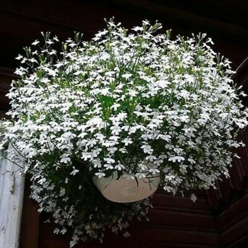 Jual 5Biji Benih Bibit Bunga Lobelia Cascade White | Shopee Indonesia