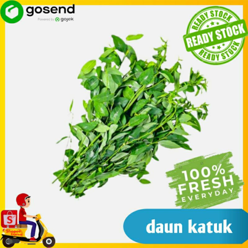 Jual Sayur Daun Katuk - sayur segar - Tukang sayur Palembang | Shopee ...
