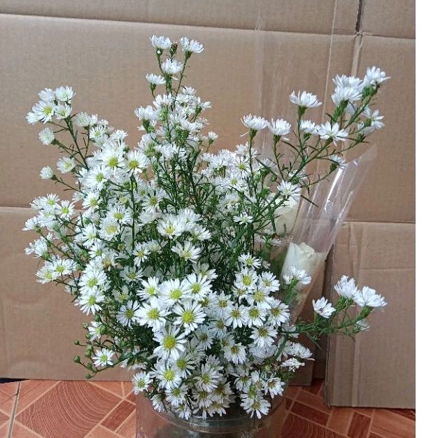 Jual bunga potong pikok isi 10 tangkai asli khusus spx instan | Shopee ...