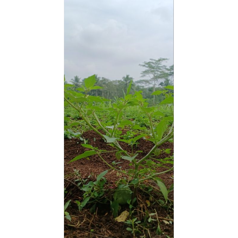 Jual DAUN CIPLUKAN SEGAR/DAUN CECENDET 250 gram | Shopee Indonesia