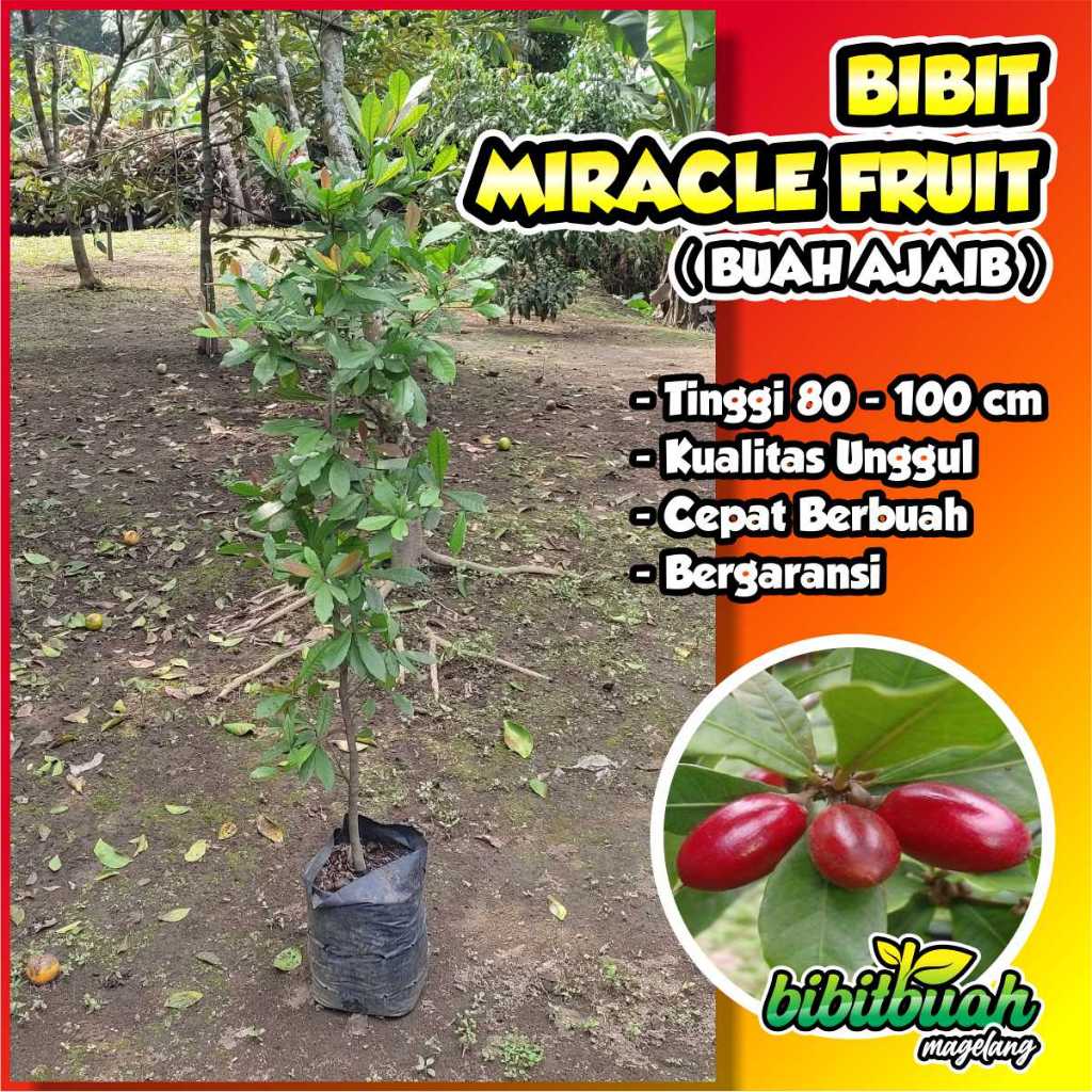 Jual Bibit Miracle Fruit ( Buah Ajaib ) | Shopee Indonesia