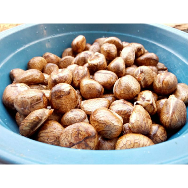 Jual biji buah kluwih tua fresh jatuh dari pohon 1kg | Shopee Indonesia