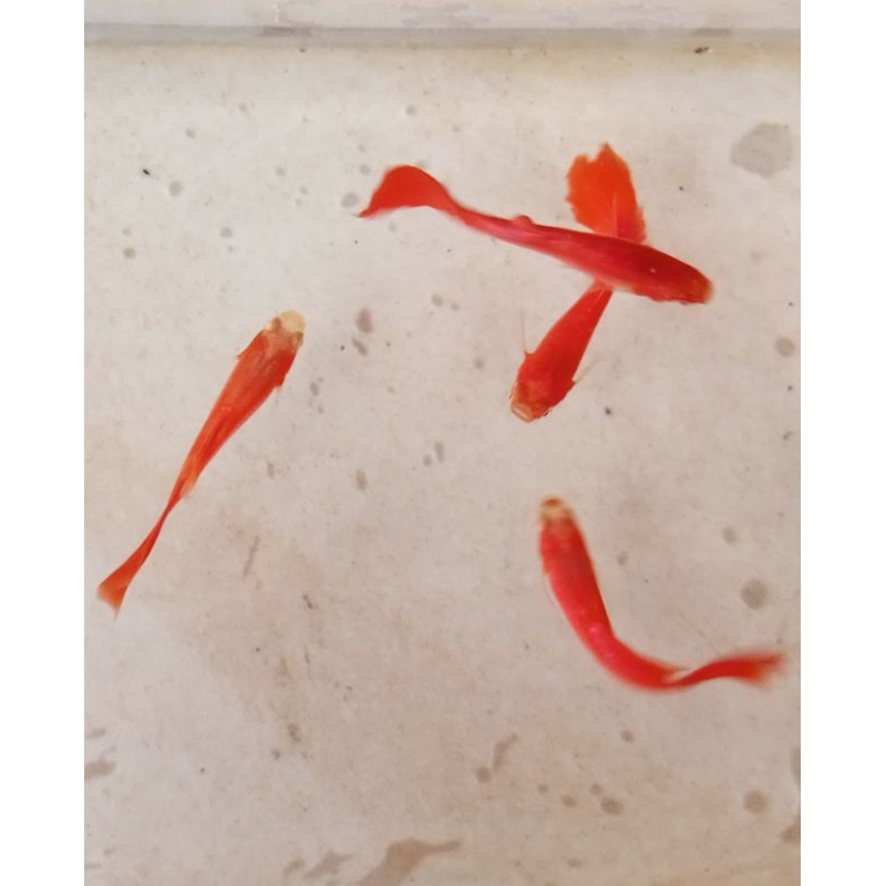 Jual ikan Guppy albino full red AFR hiasan aquarium dan aquascape | Shopee Indonesia
