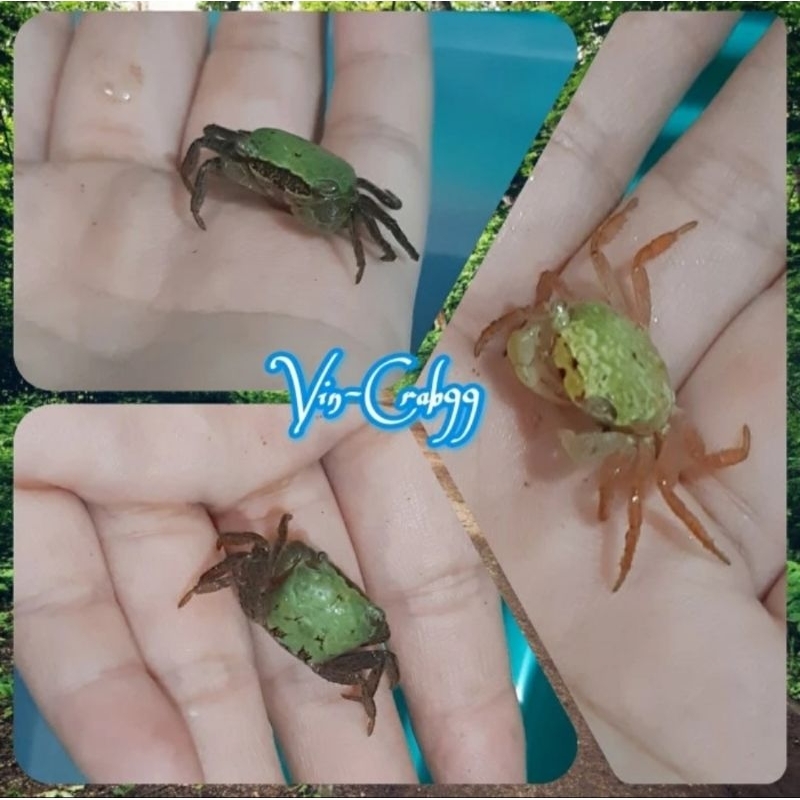 Jual Kepiting Tawar Mini (Green, White, Orange, & Brown Batik Crab ...