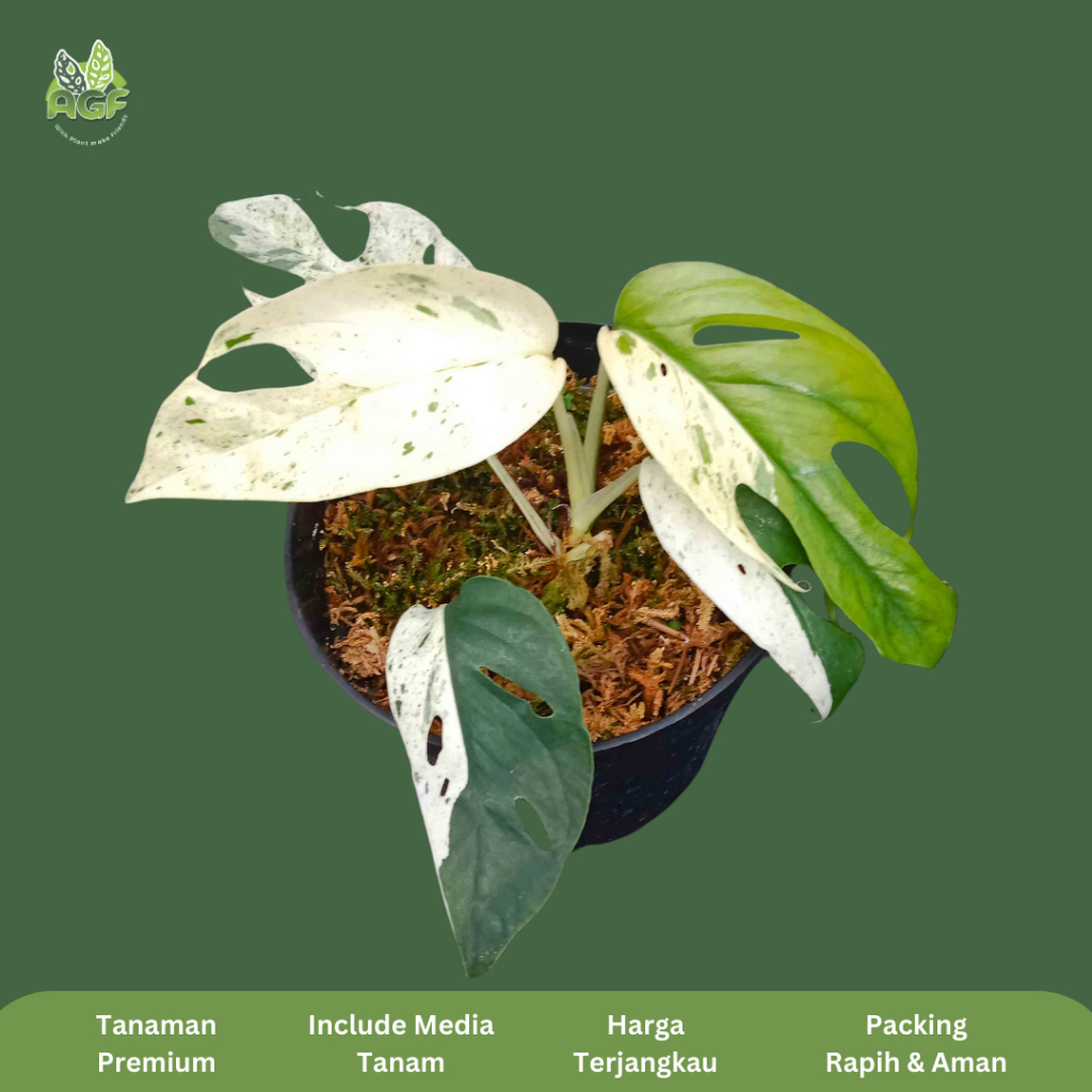 Jual Epipremnum Marble - Tanaman Hias Aesthetic | Shopee Indonesia