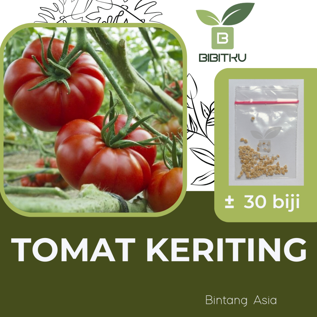 Jual Benih Tomat Keriting Mawar Bintang Asia | Shopee Indonesia